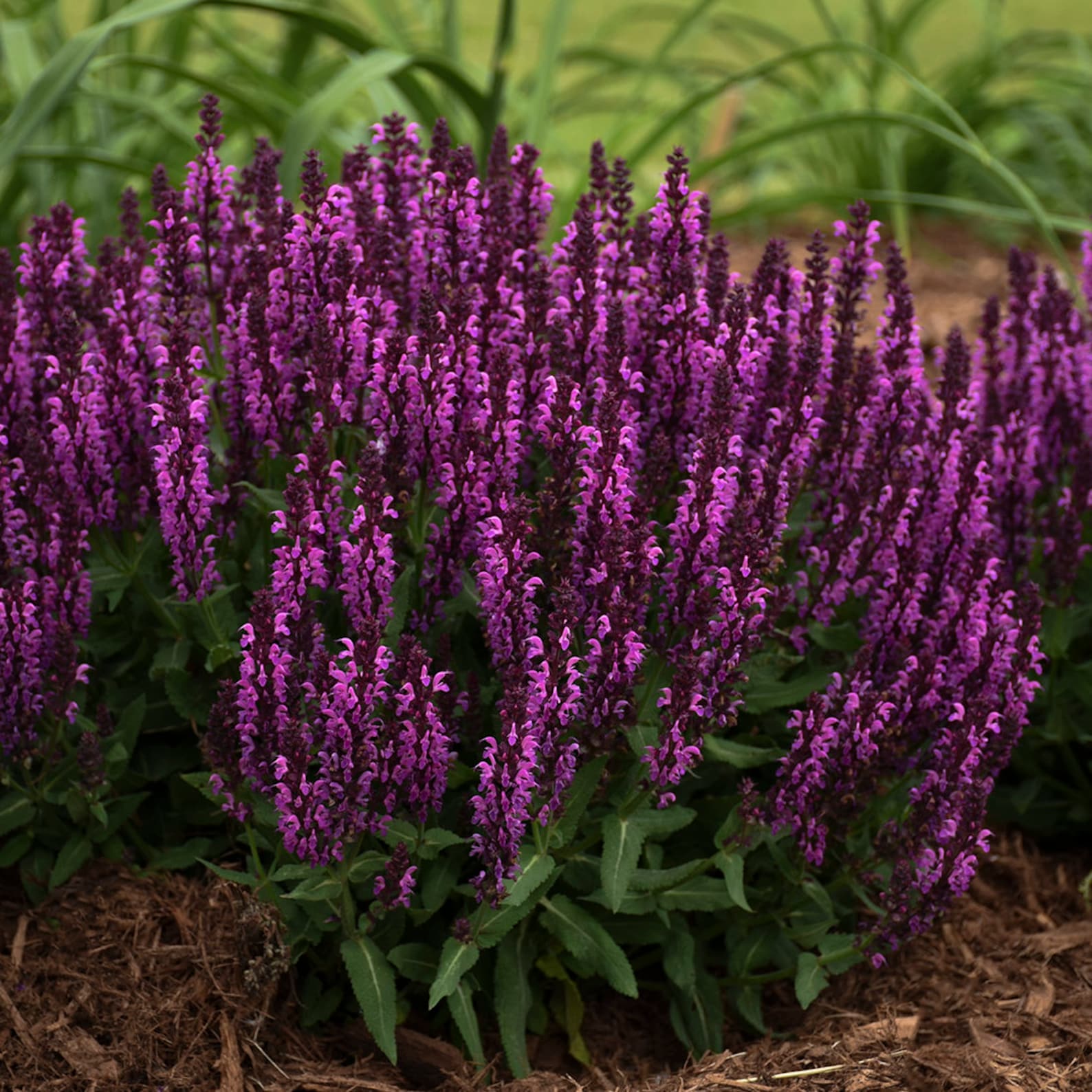 3 Salvia Nemorosa 'bumbleberry' Live Perennial Plants. Stunning Colors ...