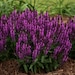 3 Salvia Nemorosa 'bumbleberry' Live Perennial Plants. Stunning Colors ...