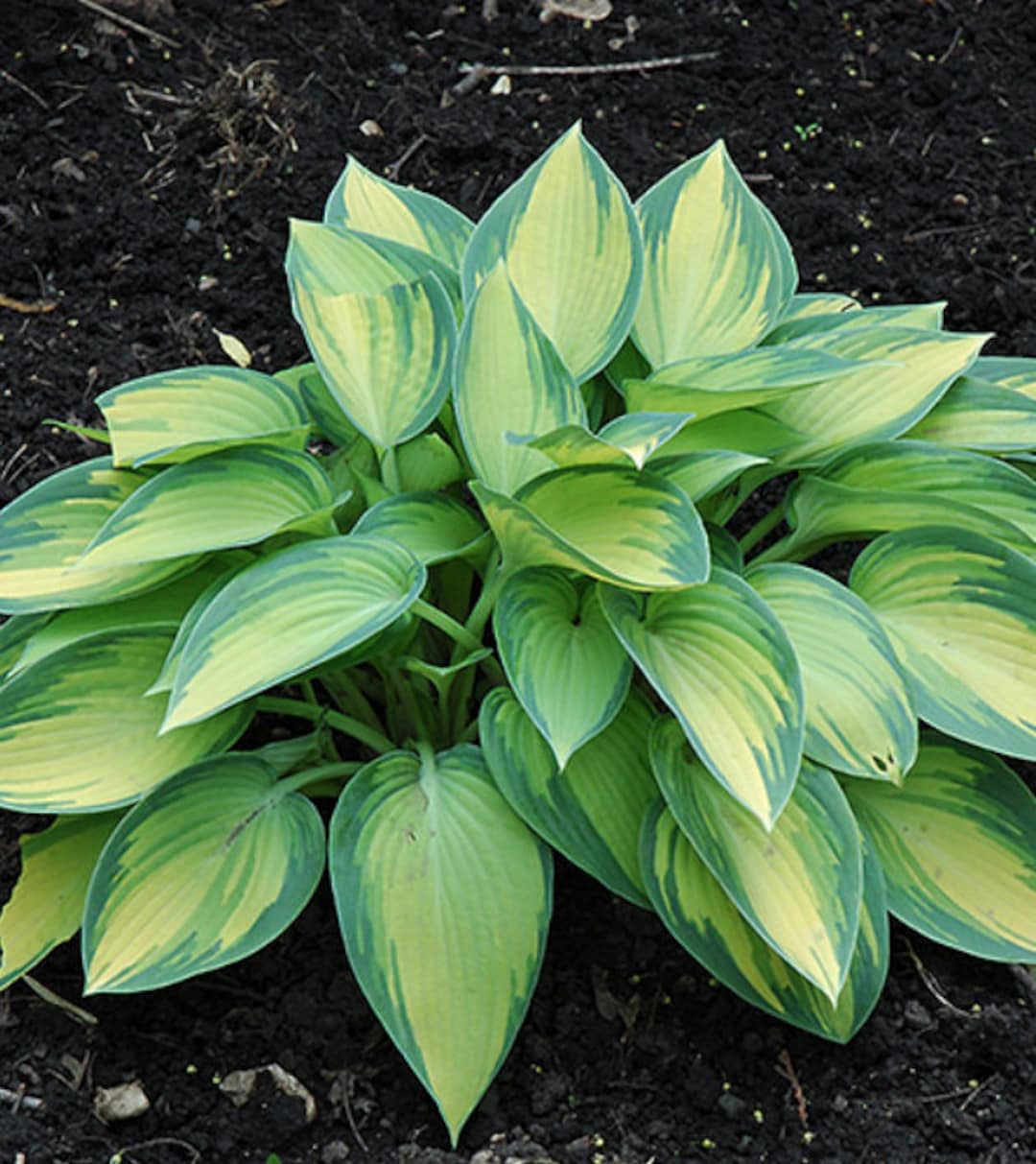 June Hosta. Super Healthy Perennial Stunning Colors. Loves Shade ...