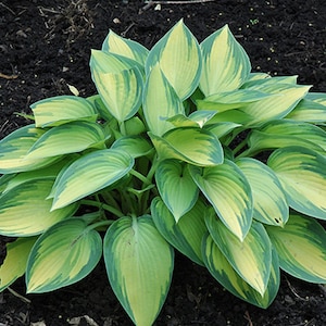 June Hosta. Super Healthy Perennial Stunning Colors. Loves Shade ...