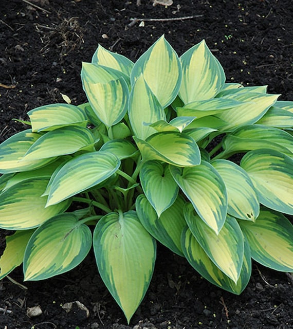 3 Plants Yes You'll Receive 3 Mini June Starter Hostas. - Etsy