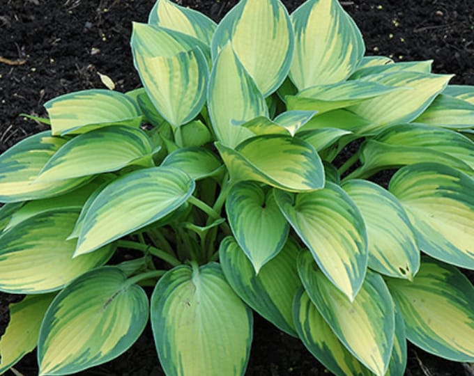 June Hosta. Super Healthy Perennial Stunning Colors. Loves Shade ...
