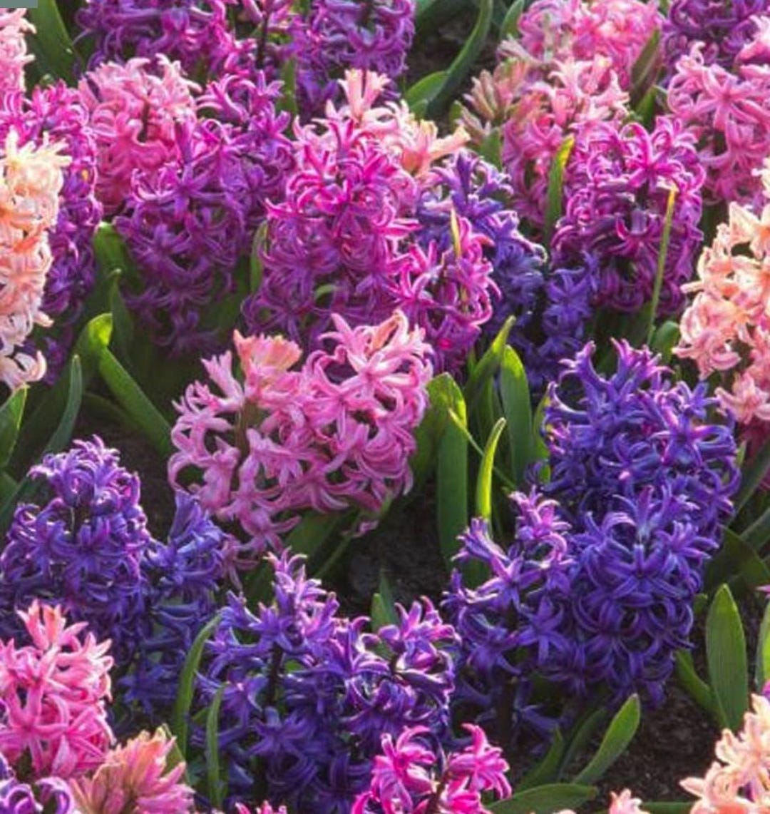 3 Jumbo Cotton Candy Hyacinth Perennial Bulb Collection. Perfect Time ...