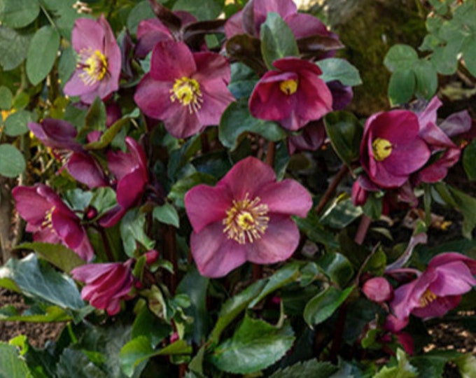 Barolo Red Lenten Rose. Stunning Perennial. Perfect Time to Plant - Etsy