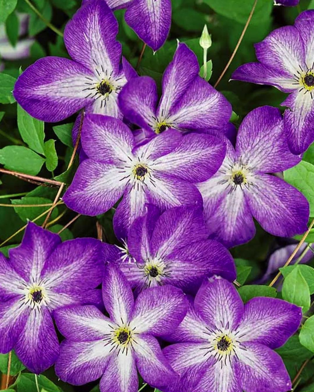 Clematis Viticella Venosa Violacea Purple Star. Beautiful Perennial ...