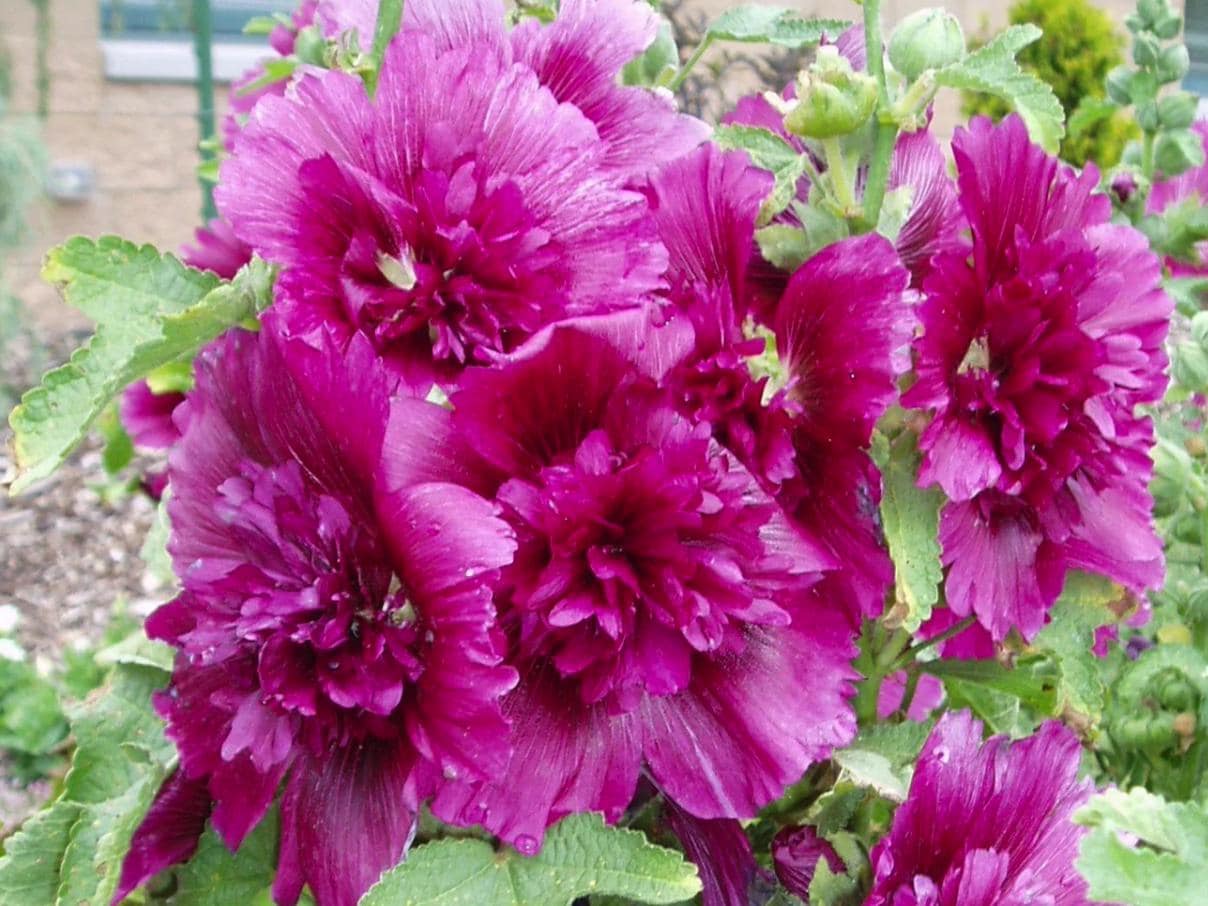 2 Alcea Queeny Purple Hollyhock Live Perennial Plant. Grows to 4 Feet ...