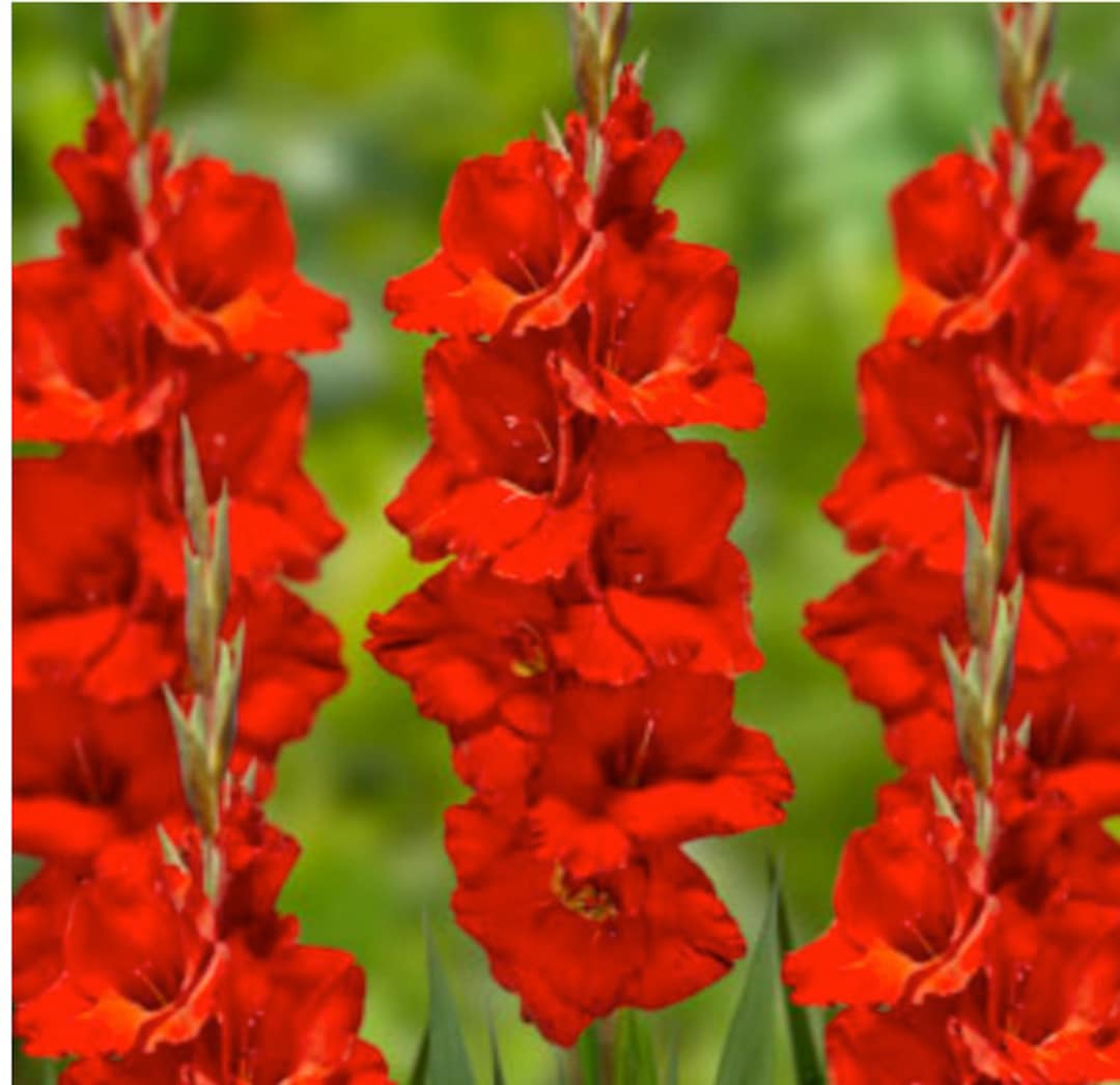 Red Gladiolus Plant