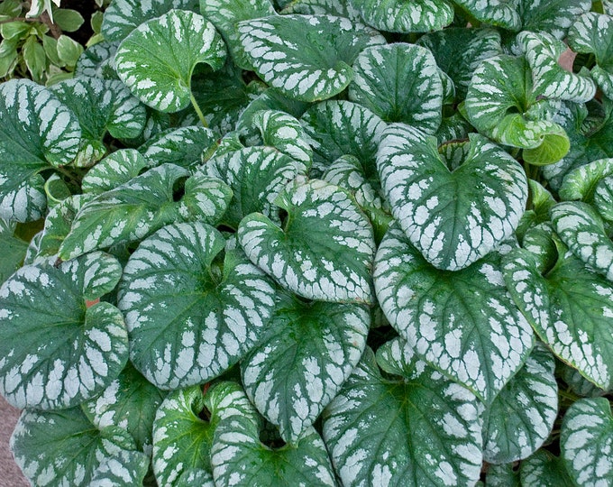 Live Brunnera Macrophylla 'emerald Mist' Heartleaf Brunnera, Siberian ...