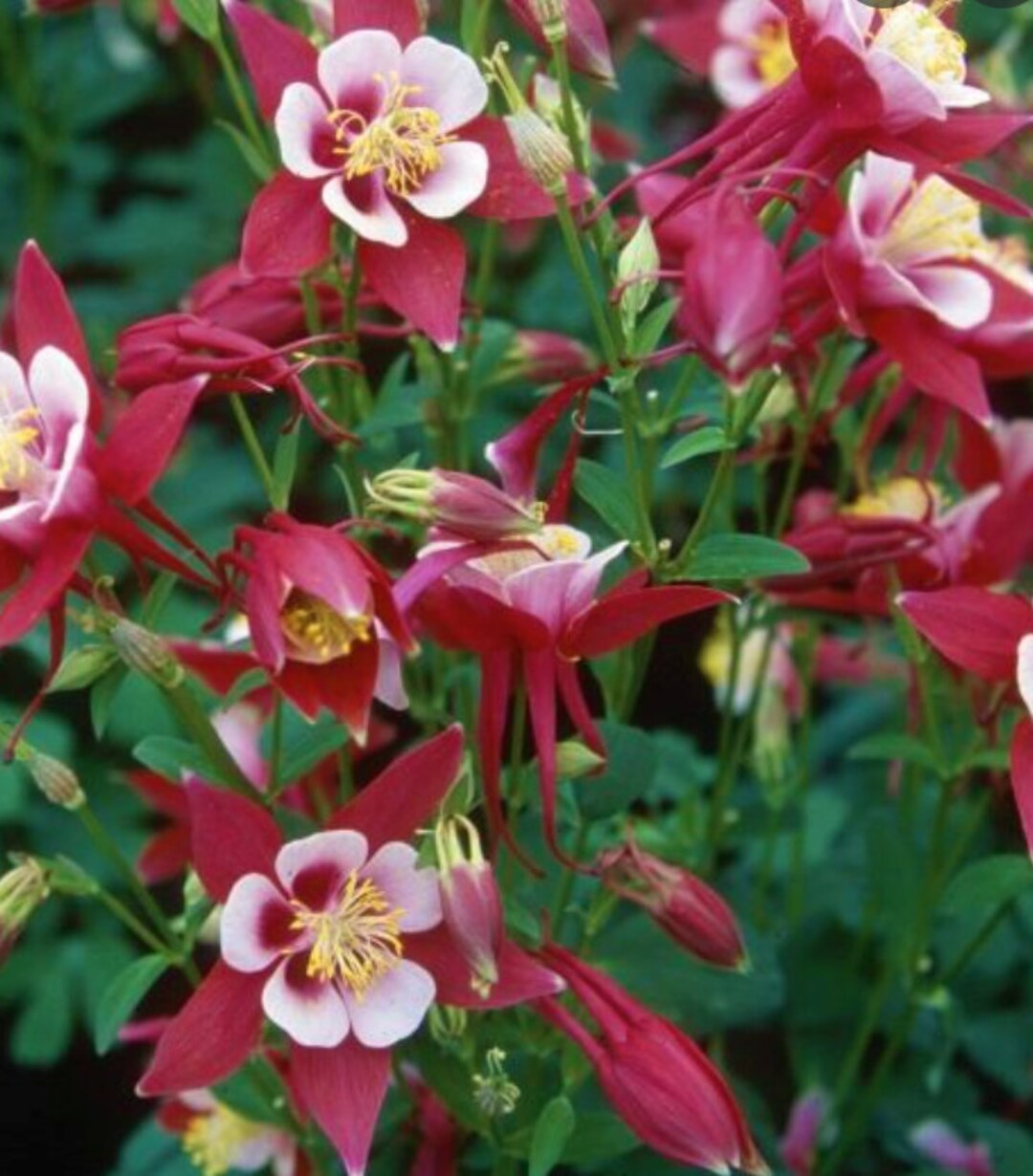 5 Live Origami Red & White Columbine Aquilegia Starter Perennials ...