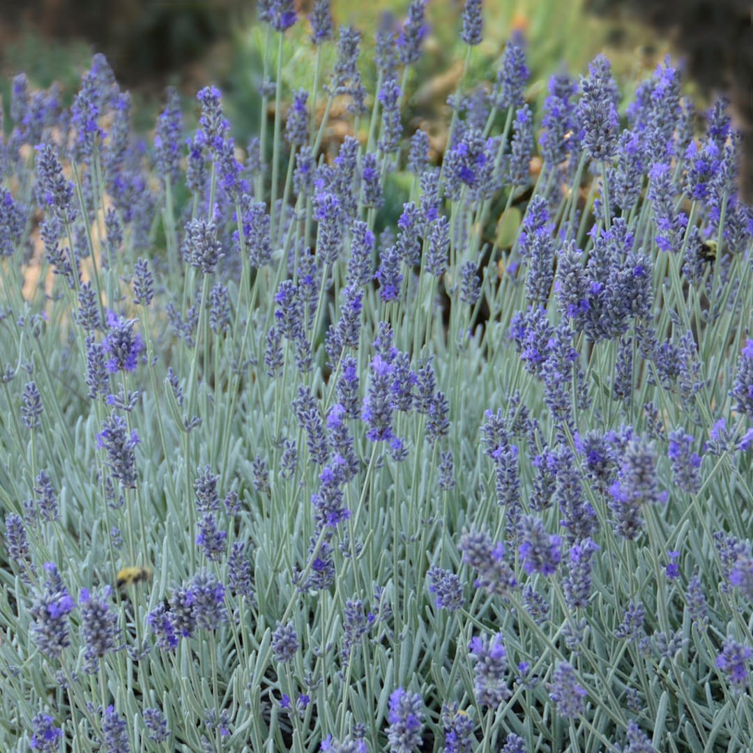 3 Big Time Blue English Lavender Perennials. Cool Color. Super Fragrant ...
