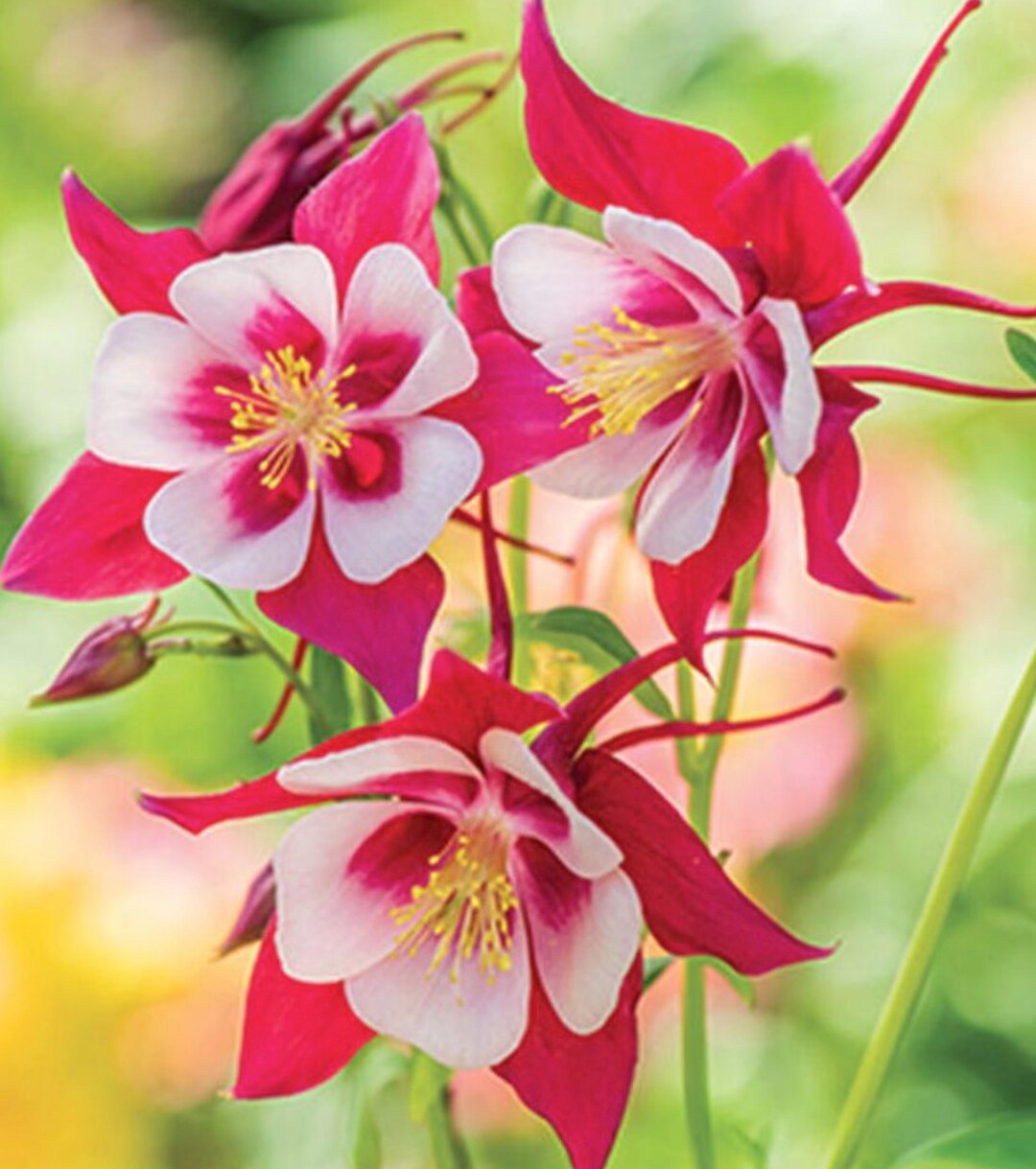 3 Live Origami Red & White Columbine Aquilegia Starter Perennial Plugs ...