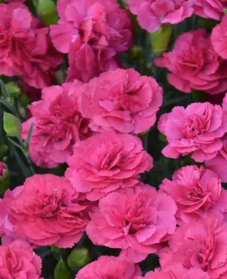 3 Live Dianthus Double Bubble Perennial Plants. Loves Sun. Easy to Grow ...