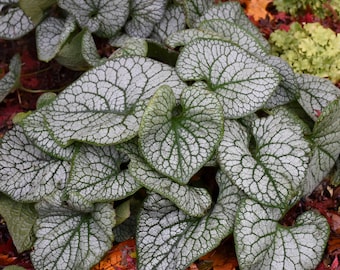 Jack Frost Brunnera Seeds - Etsy
