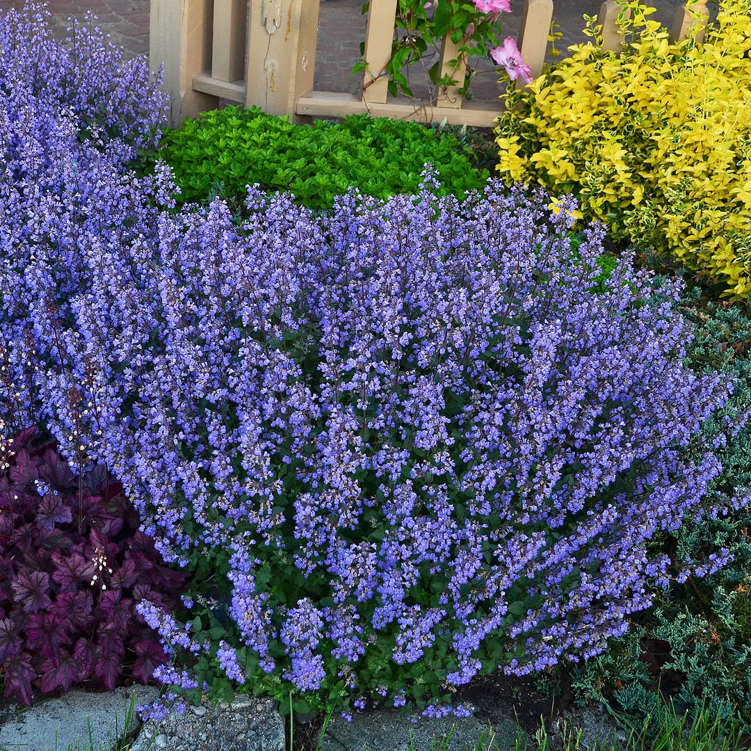2 Nepeta Faassenii 'whisper Blue Catmint Starter Perennial Plants ...