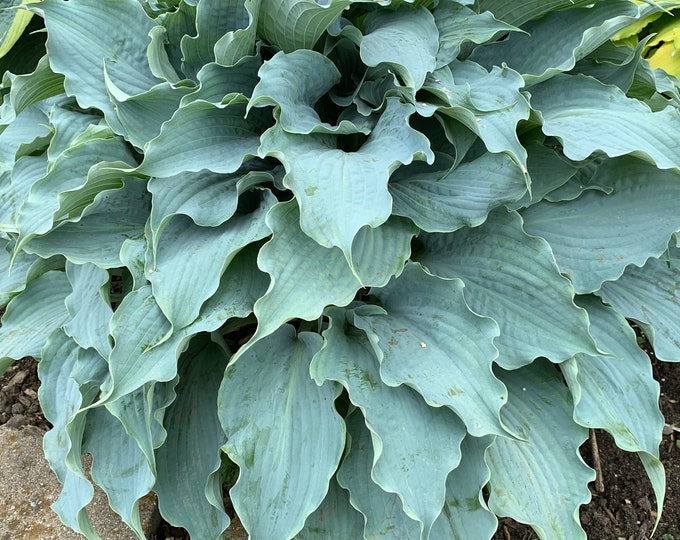 Dancing With Dragons Hosta. Super Cool Colors. Rare Find. Loves Shade ...
