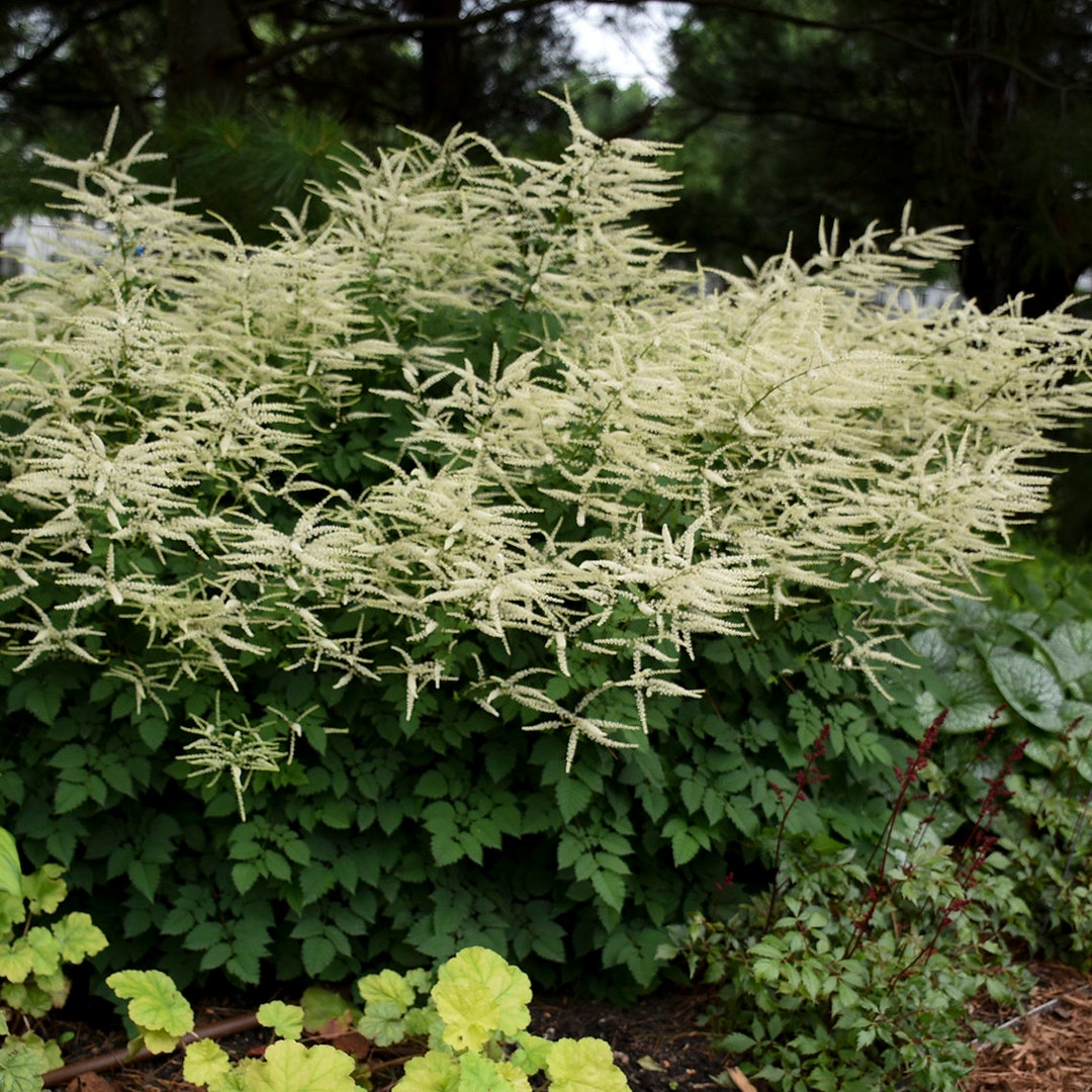 3 Aruncus Misty Lace Goat's Beard Live Starter Perennials. Loves Shade ...