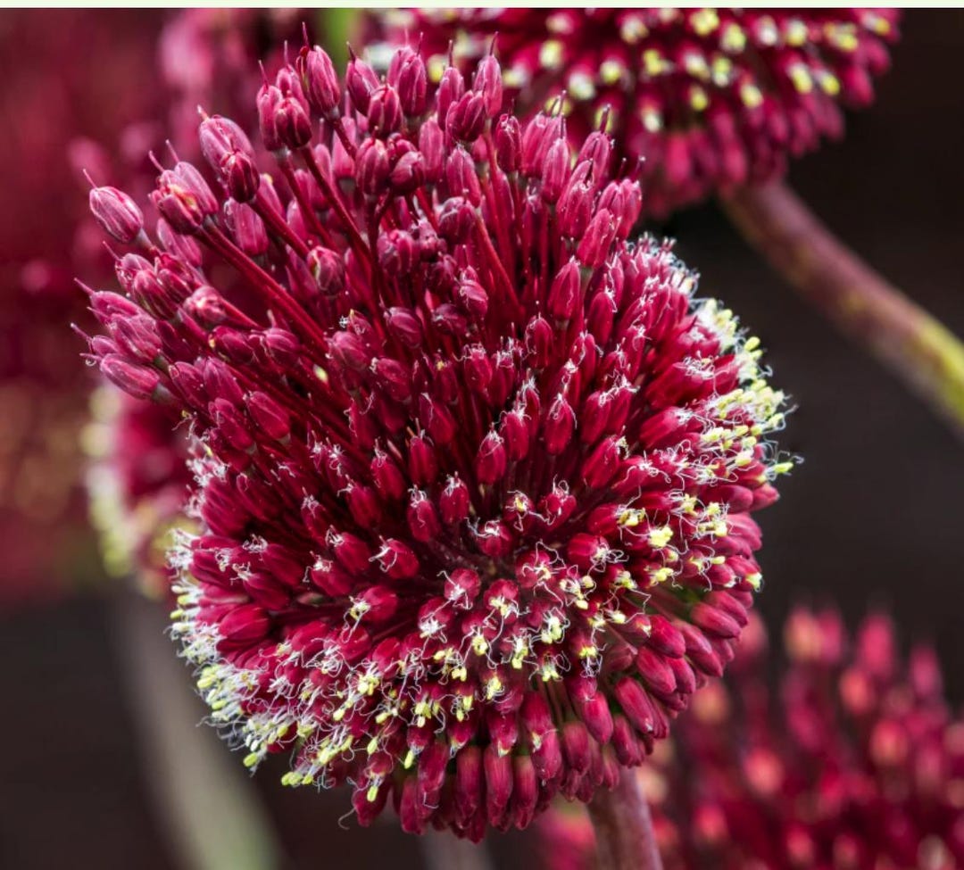 5 Red Mohican Allium Bulbs. Plant Now for Next Spring Color. Super Easy ...