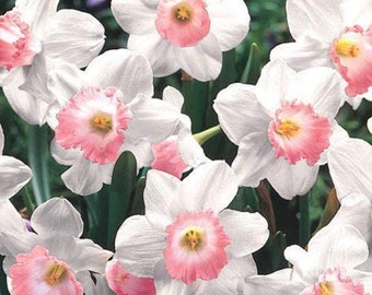 7 Large Pink Daffodil Perennial Bulbs. Huge Blooms. Comes Back Every ...