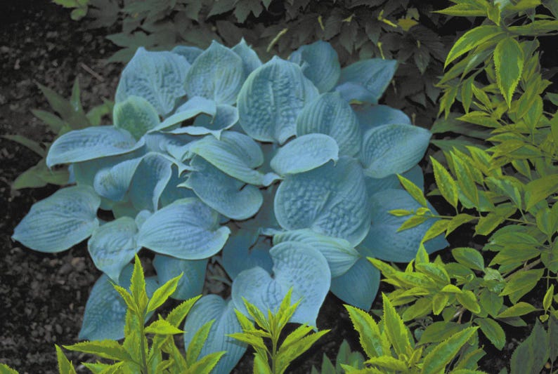 Fragrant Blue Starter Perennial Hosta Stunning Color Easy to Grow Loves ...