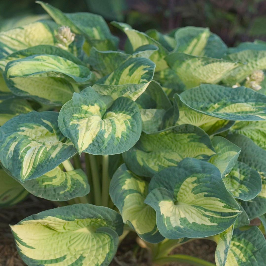 2 Hosta Great Expectations Starter Hosta. Super Cool Colors. Loves ...