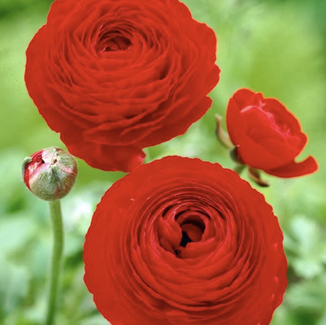 5 Ranunculus Mixed Healthy Corms Vibrant Colors Loves Butterflies. Deer ...