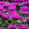 3 Salvia Nemorosa 'bumbleberry' Live Perennial Plants. Stunning Colors ...