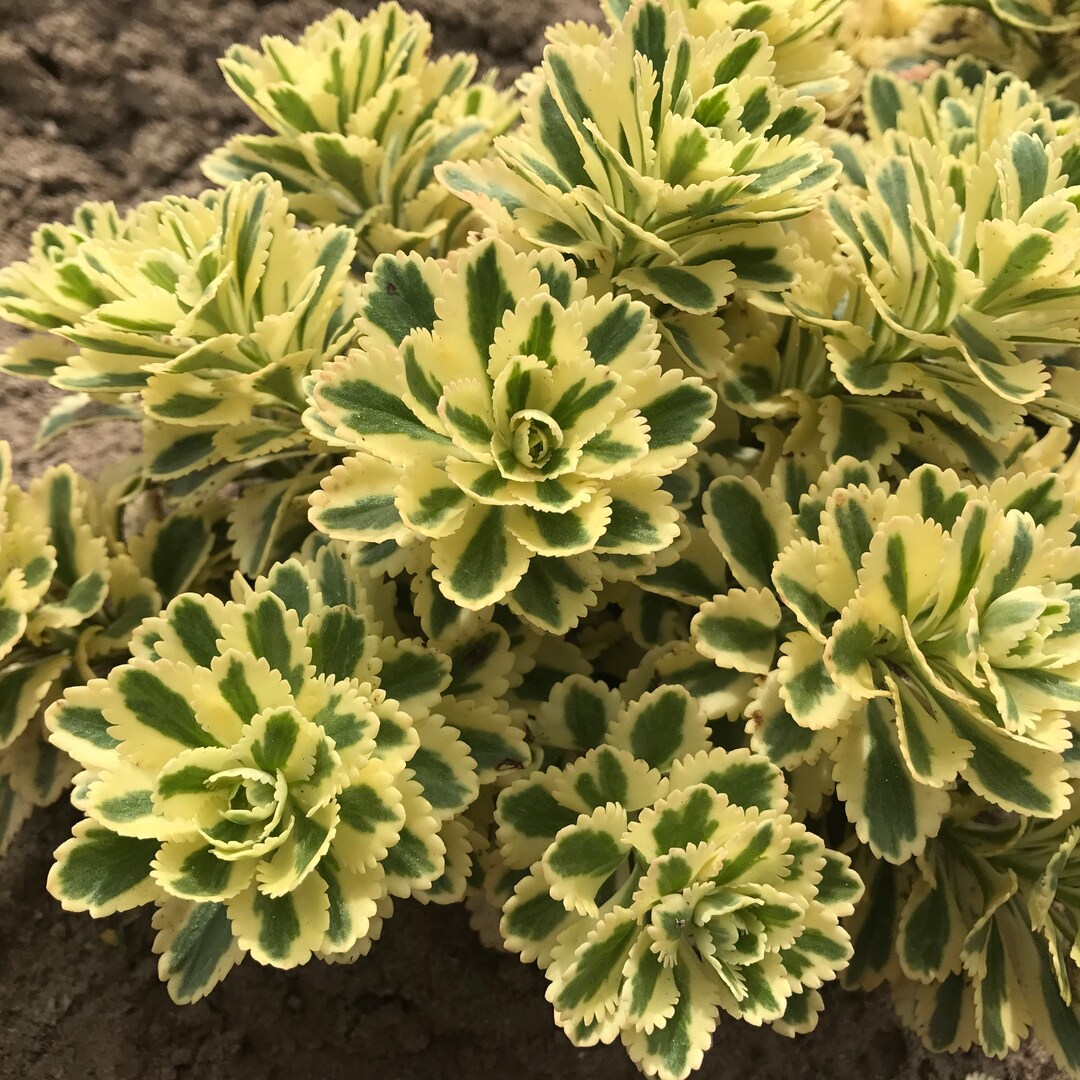 Sedum Atlantis Stonecrop Succulent Perennial. Super Healthy. - Etsy