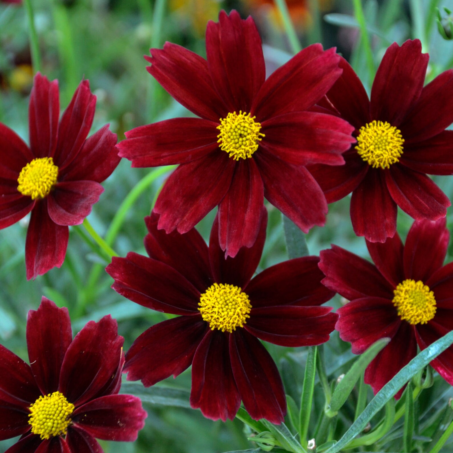 3 Live Red Elf Coreopsis Perennials. Stunning Colors. Super Easy to ...