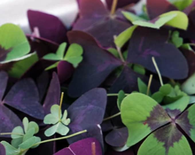 10 Mixed Oxalis Bulbs - Good Luck Shamrock, Gorgeous Green and Purple ...