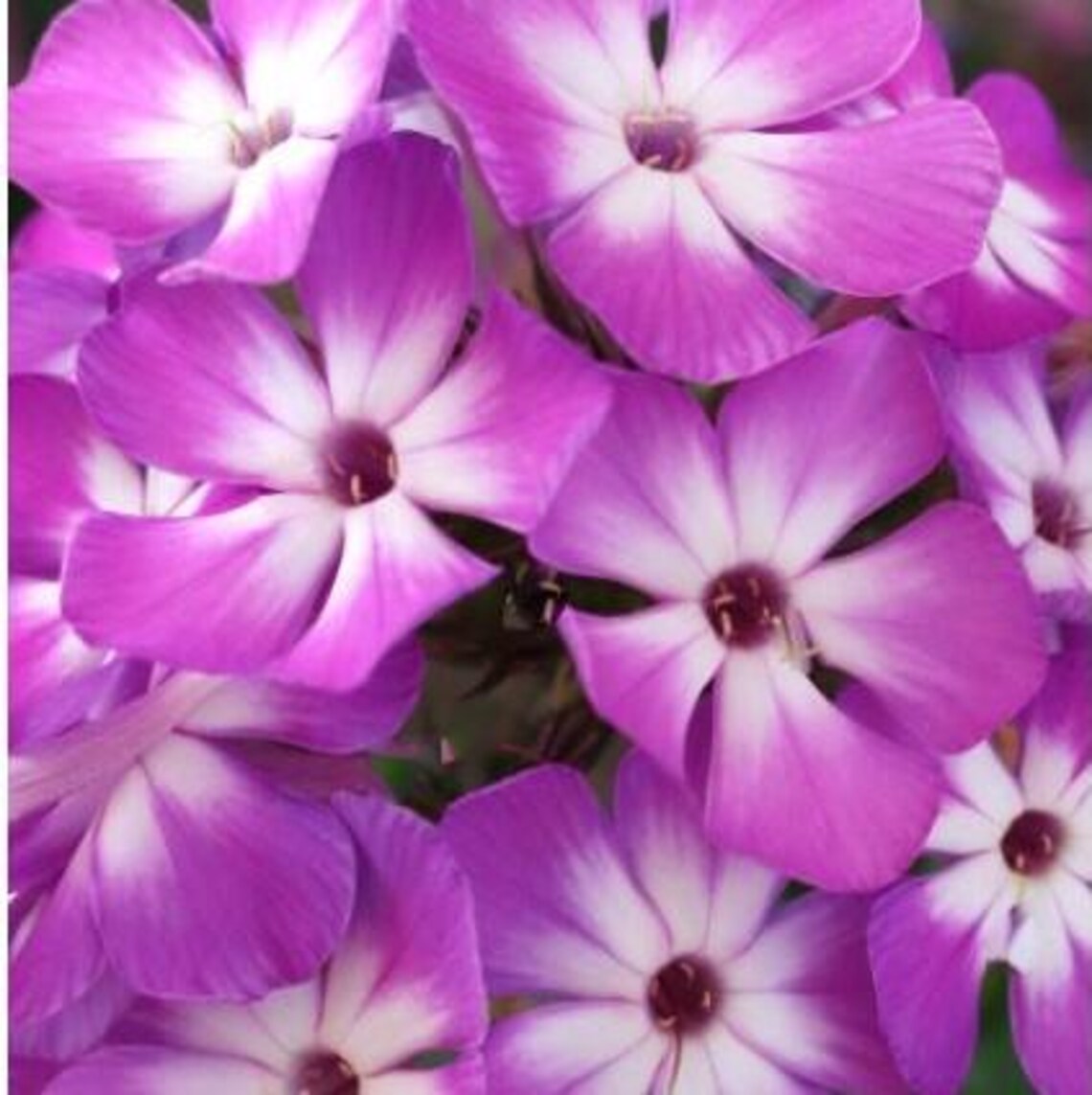 5 Live Phlox Paniculata Flame Pro Purple Starter Perennials. Attracts ...