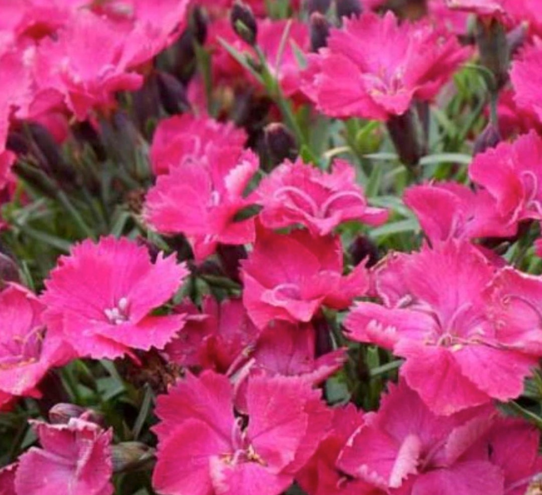 3 Live Dianthus Pink Perennial Plants. Loves Sun. Easy to Grow ...