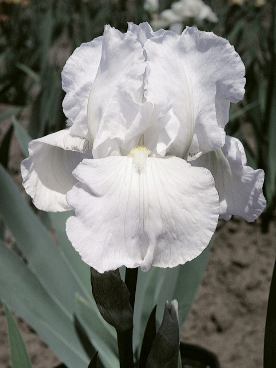 2 Snow White Bearded Iris Perfect Time to Plant. Will Bloom in the ...