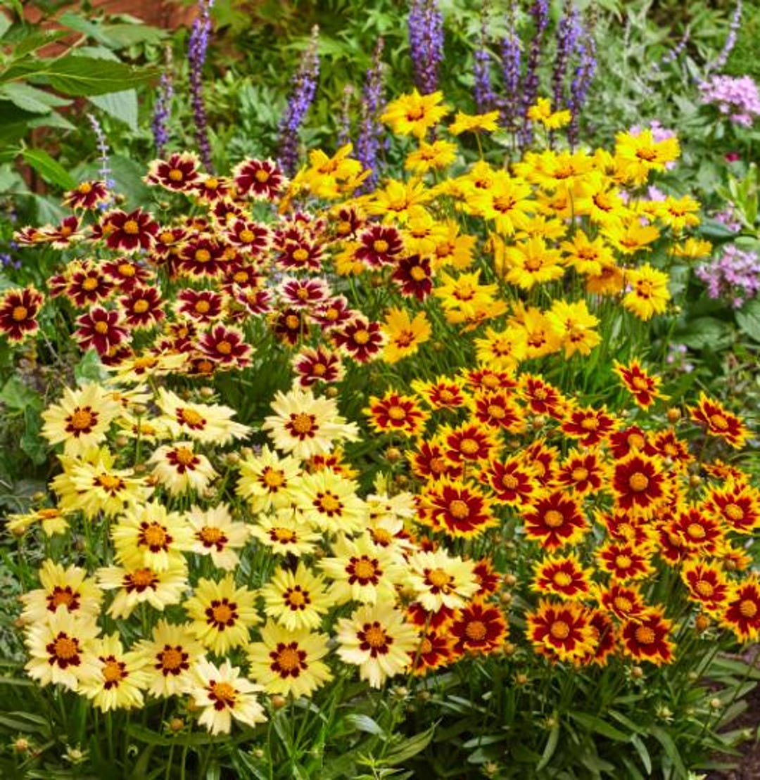 4 Live Coreopsis Solar Series Starter Perennials. Mixed Stunning Colors ...