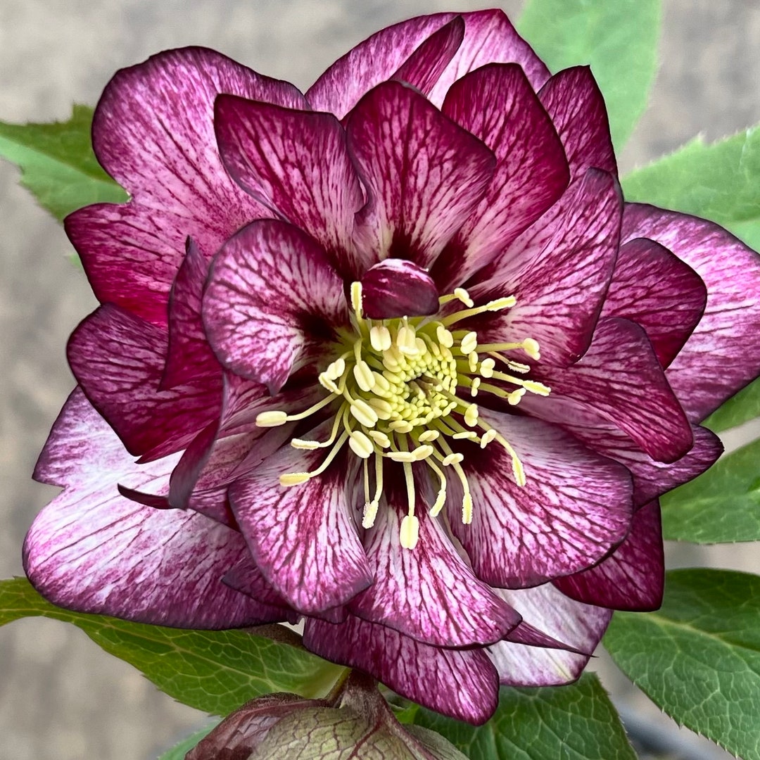 2 Whirlwind Romance Lenten Rose Rare Flowering Perennial Live Plant ...