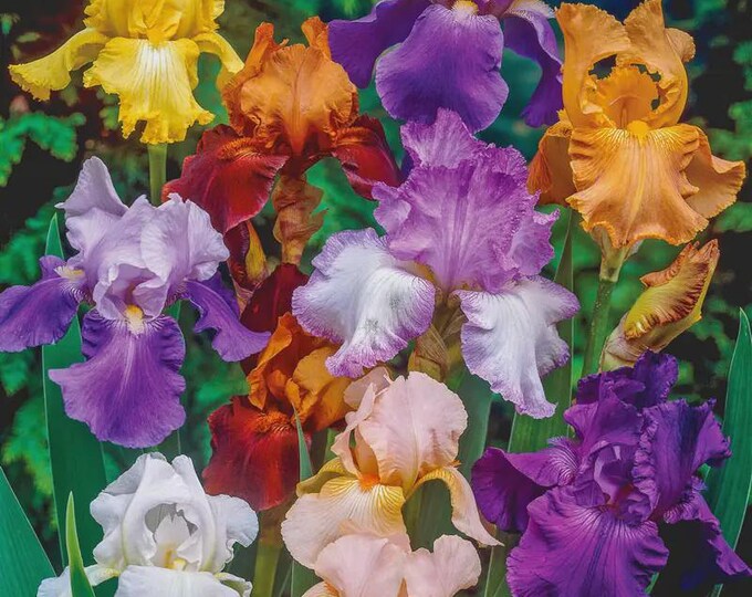 3 Mixed Color Reblooming Bearded Iris. Perfect Time to Plant. Will ...
