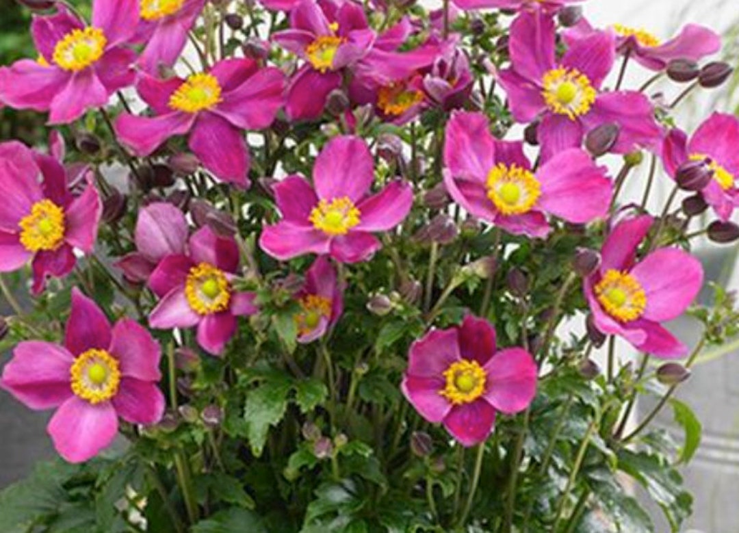2 Live Anemone Perennial Plants Stunning Colors. Easy to Grow. - Etsy