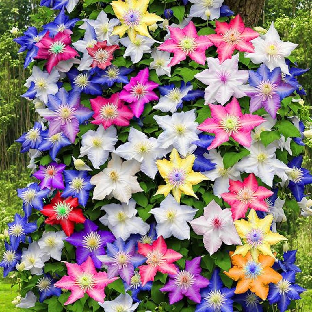 2 Clematis Mixed Colors Ready to Plant. Super Healthy Perennial. You'll ...