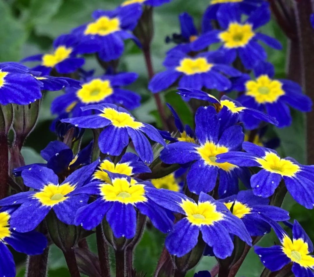 3 Primrose Primula Oakleaf Blue Starter Perennial Plants. Super Healthy ...