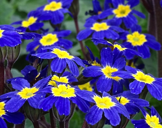 3 Primrose Primula Oakleaf Blue Starter Perennial Plants. Super Healthy ...