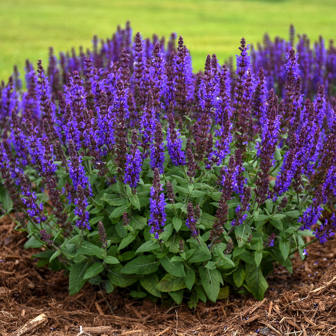 2 Live Salvia Nemorosa 'bumbleblue Starter Perennial Plants. Stunning ...