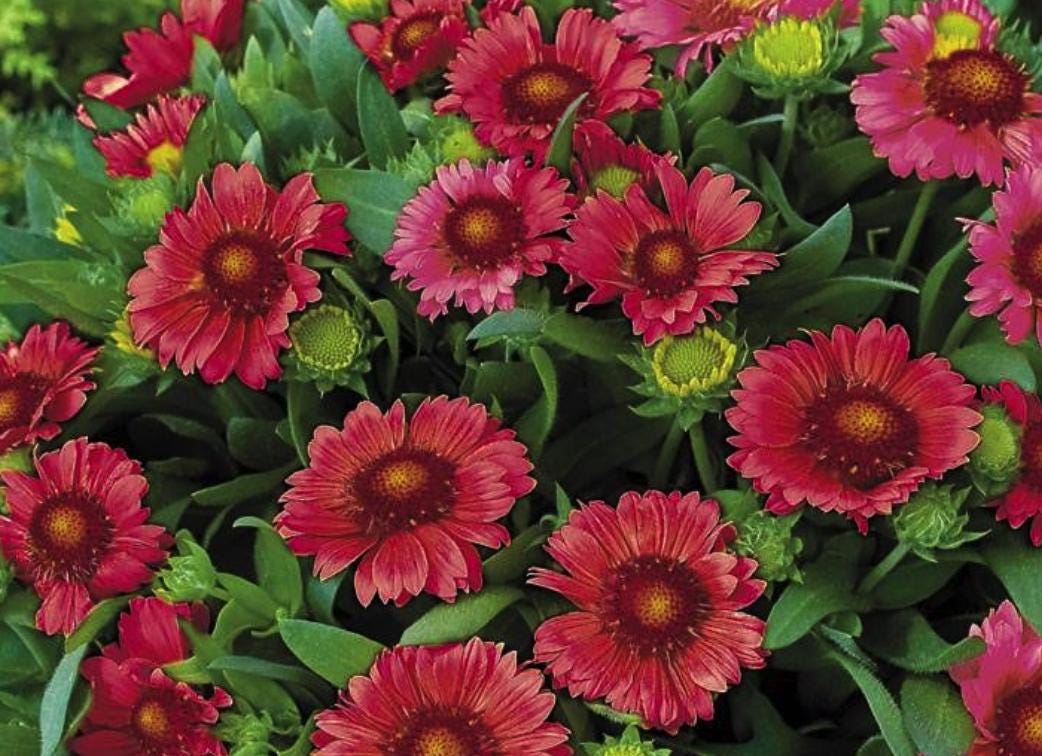 3 Gaillardia Arizona Red Shade Starter Perennial Plants. Blanket ...