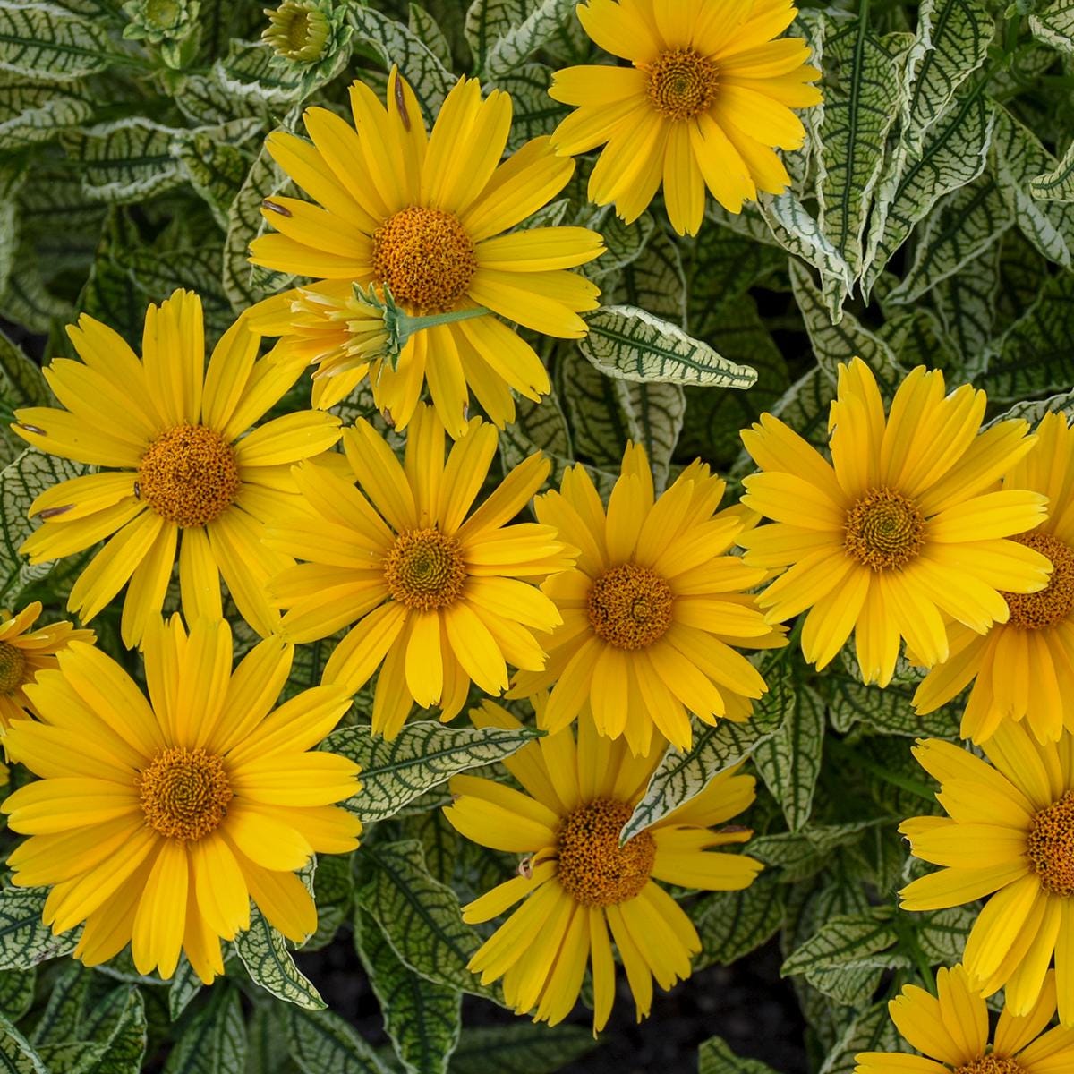 Heliopsis Helianthoides Var. Scabra 'sunstruct' Perennial False ...