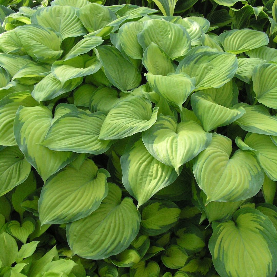 4" Live Starter Guacamole Hosta Starter Perennial. Cool Colors. Shipped ...