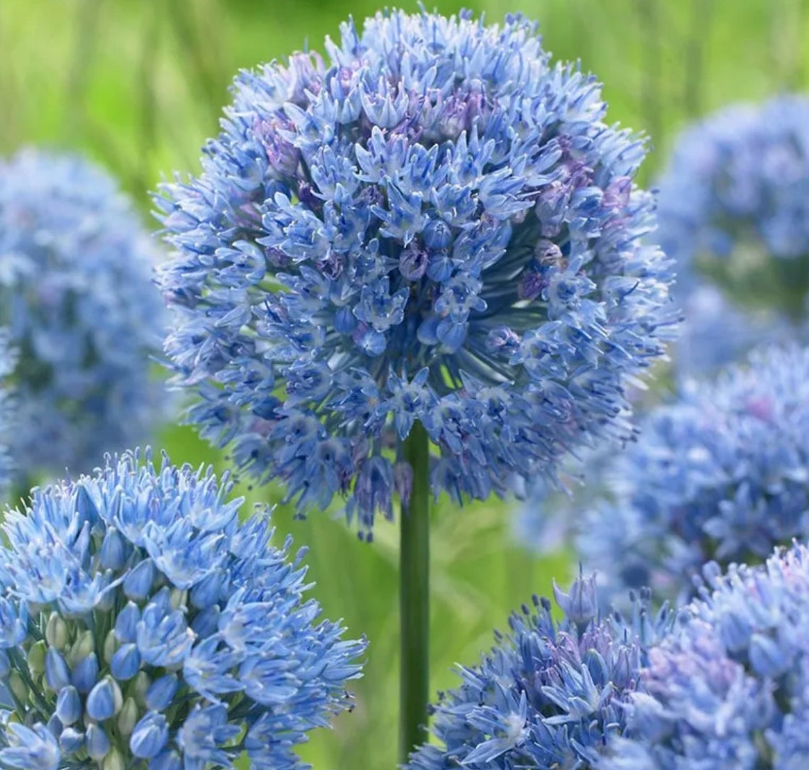 2 Persian Blue Allium Perennial Bulbs. Super Hardy. Perfect Time to ...