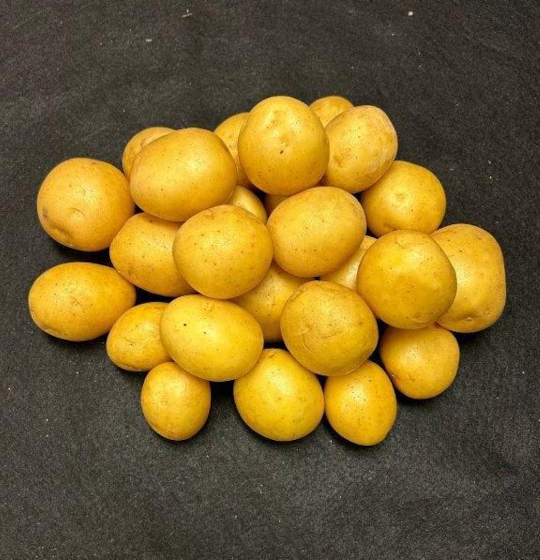 8 Tubers Mini Yellow Potato Seeds Small Golden Seed Potatoes Real ...