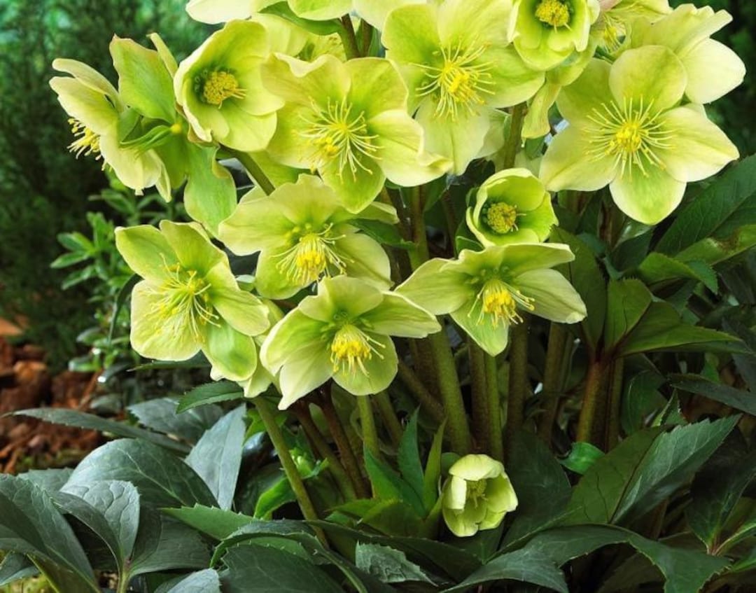 Lenten Rose Snow Love Rare Flowering Perennial Live Plant Lenten Rose ...