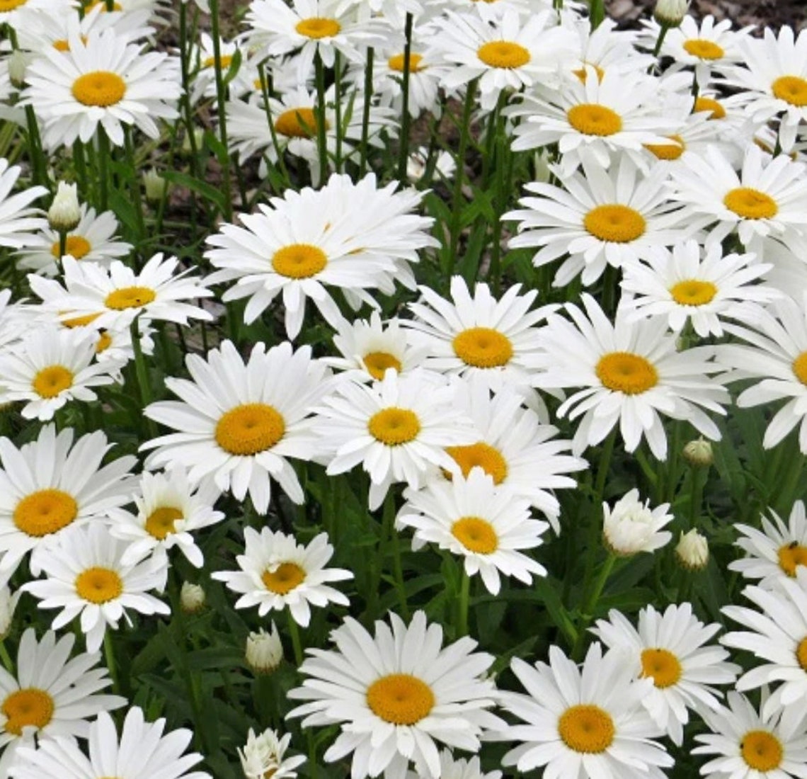 3 Leucanthemum 'snow Lady' (shasta Daisy) Perennial Flowers - Etsy
