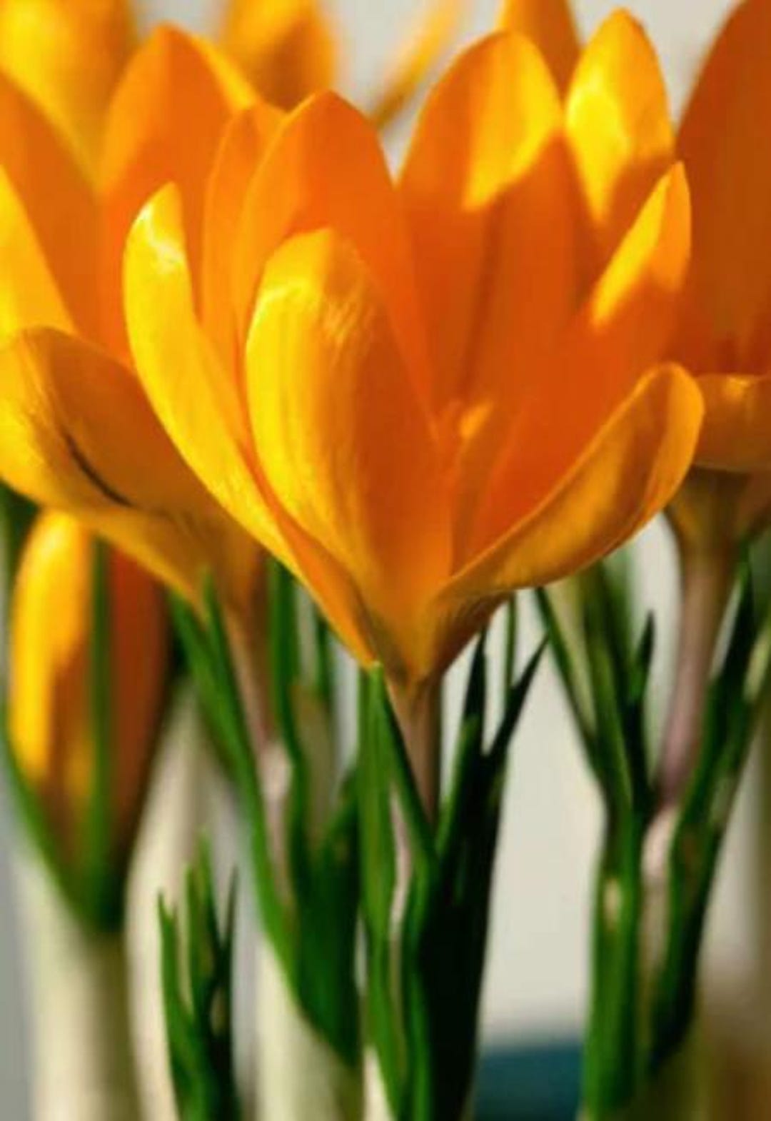 9 Rare Golden Yellow Crocus Bulbs. Perfect Time to Plant. Multiple ...