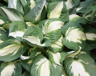 Silly String Hosta - Etsy