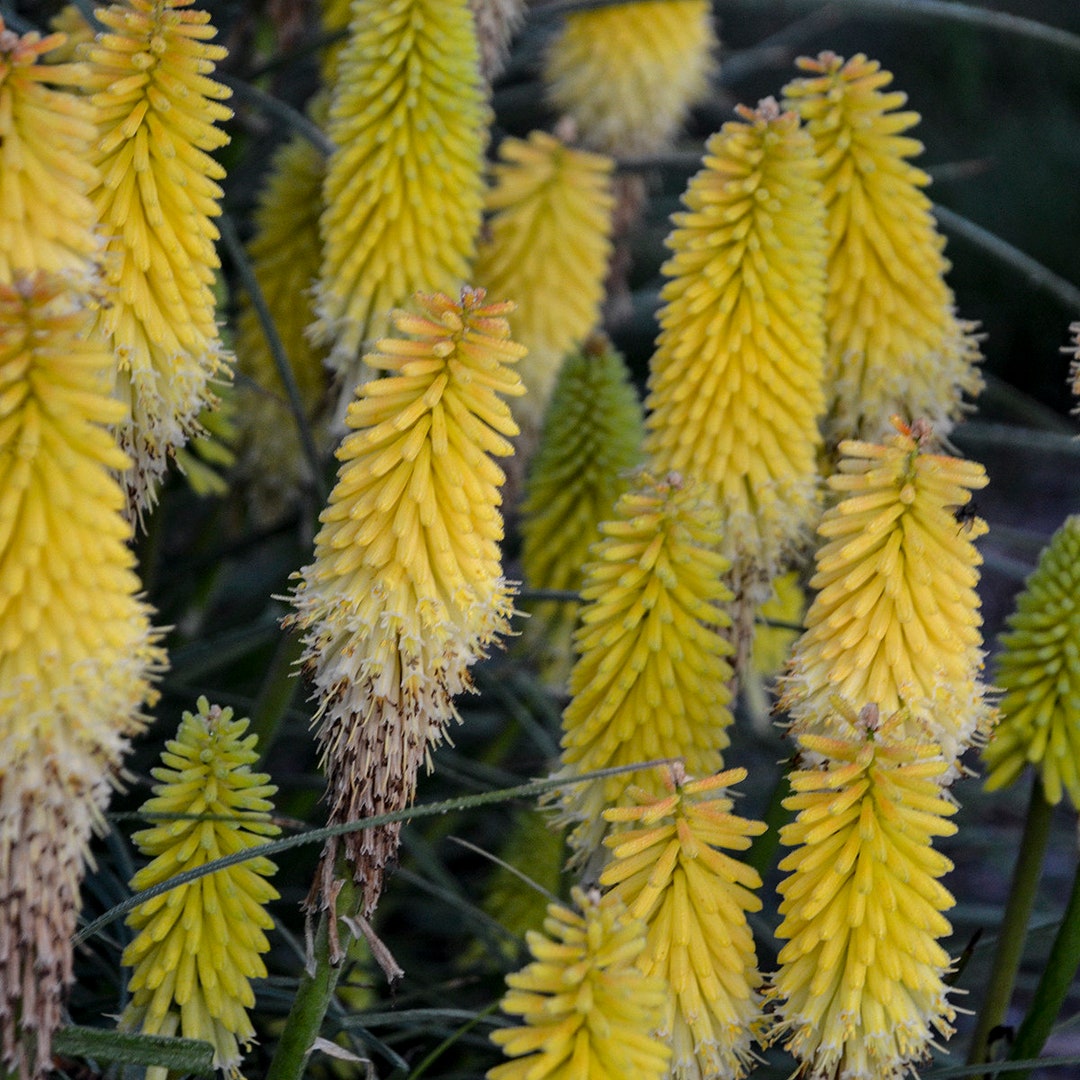 3 Live Lucky Lemons Kniphofia Red Hot Poker. Cool Plant. Long Bloomer ...